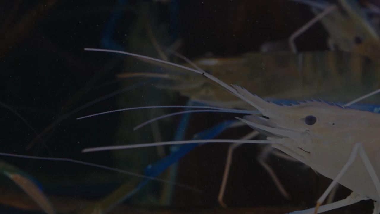 Ox Bile Extract Powder Manufacturer and Exporter | OXIBIL®